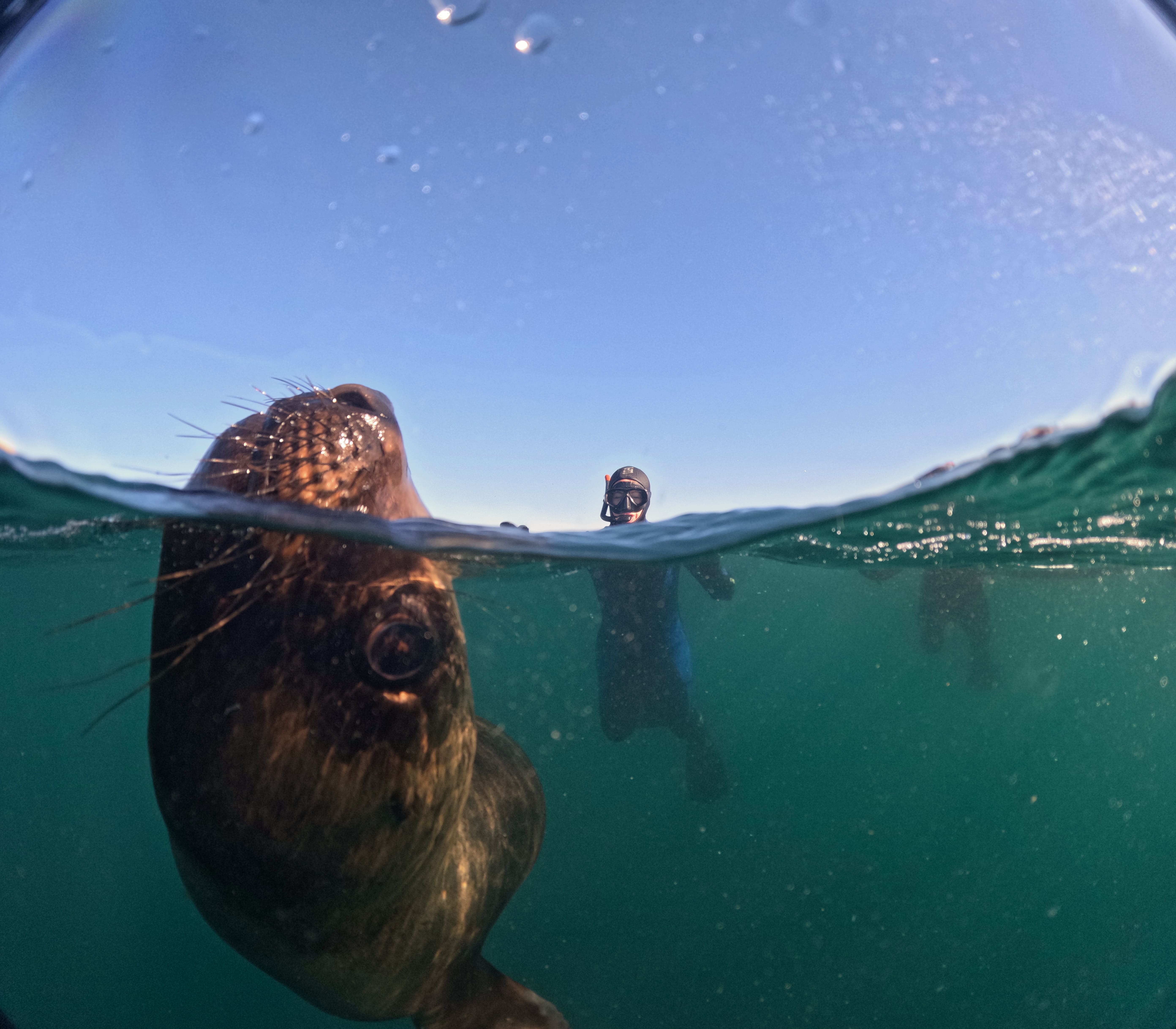 Snorkeling con Lobos Marinos | Madryn Buceo